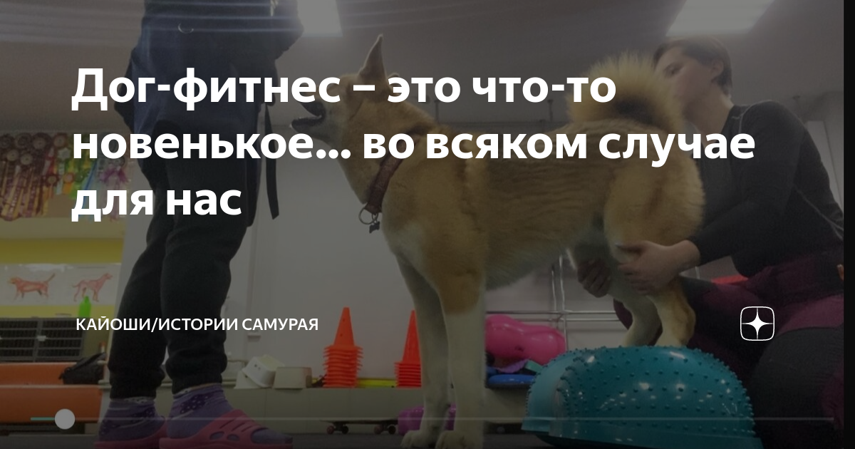Дог-фитнес – это что-то новенькое… во всяком случае для нас | Кайоши ...