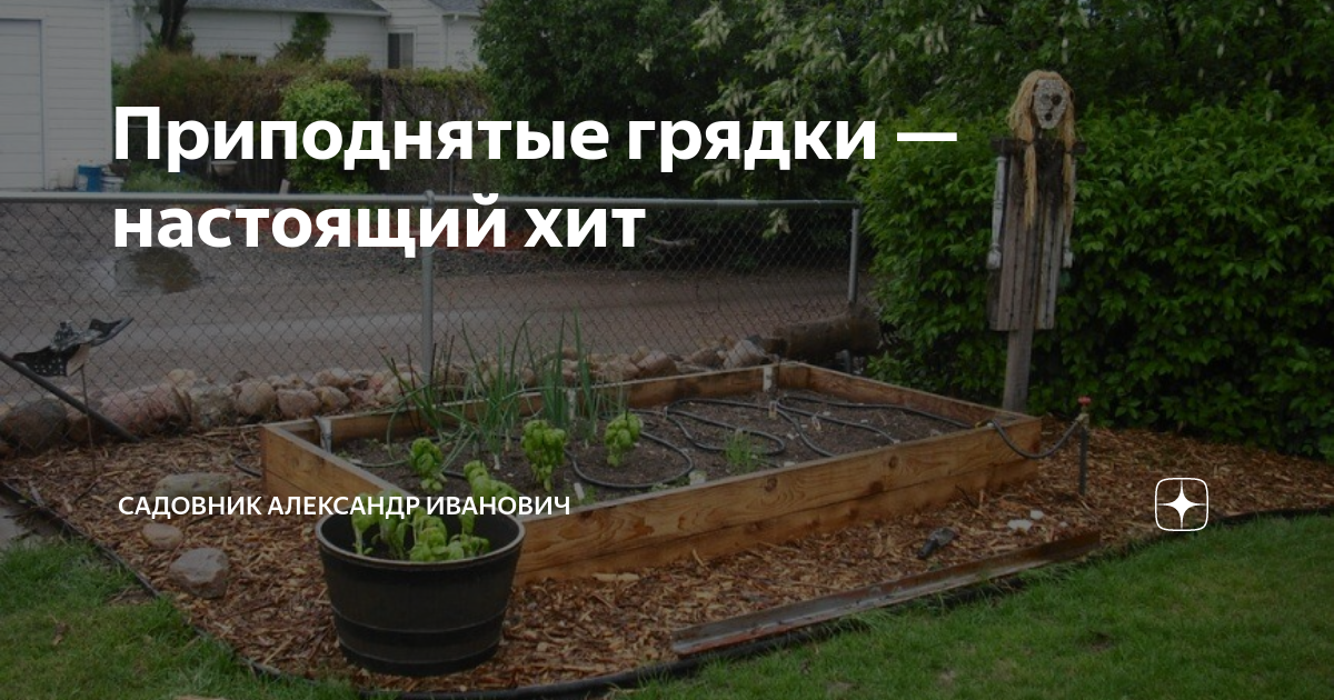 Приподнятые грядки — настоящий хит | Садовник Александр Иванович | Дзен