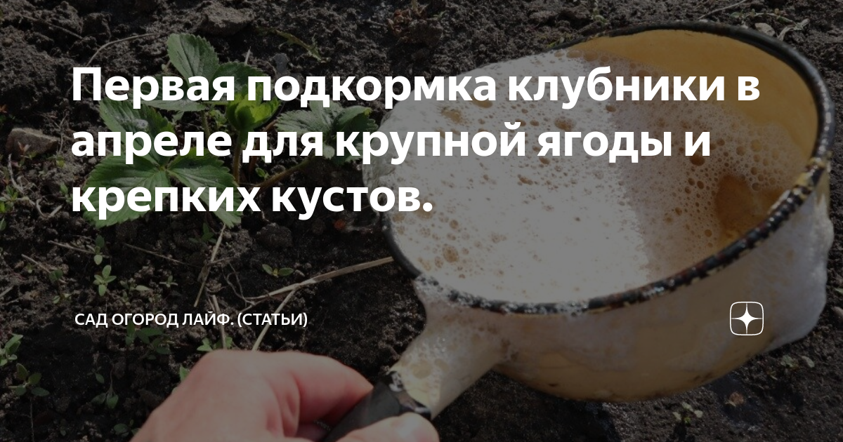 Первая подкормка клубники в апреле для крупной ягоды и крепких кустов ...