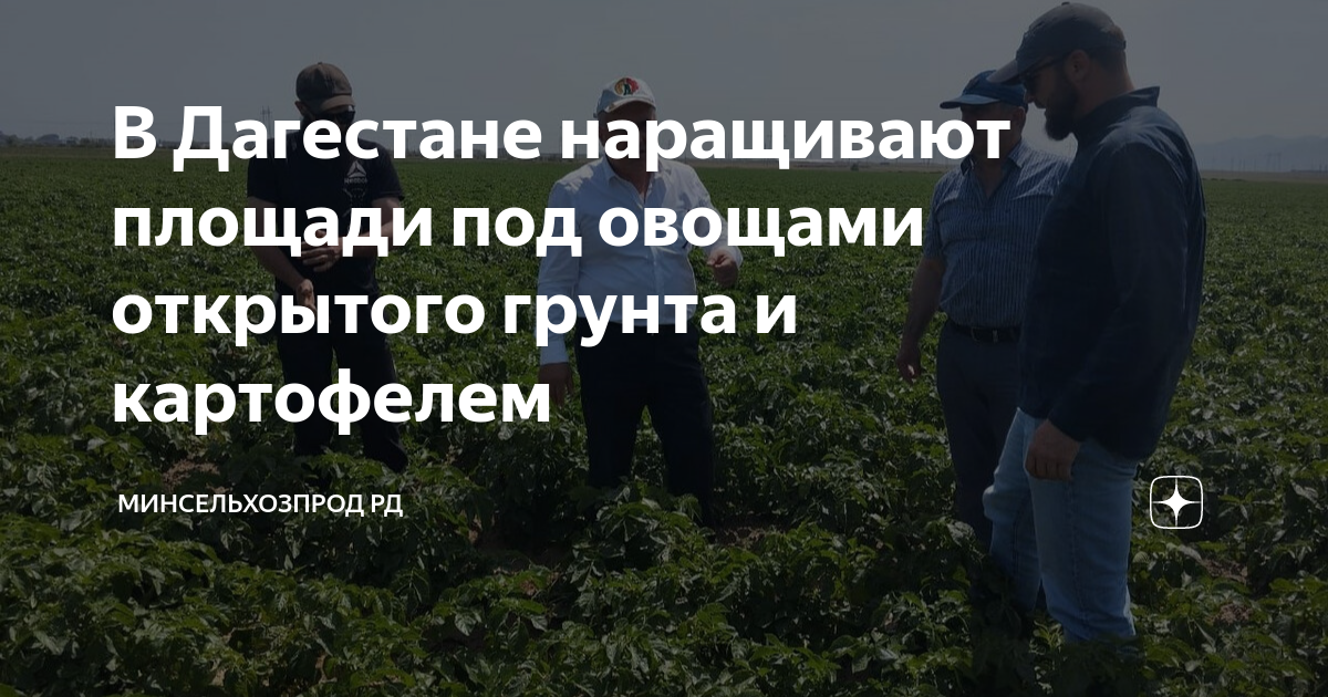 В Дагестане наращивают площади под овощами открытого грунта и