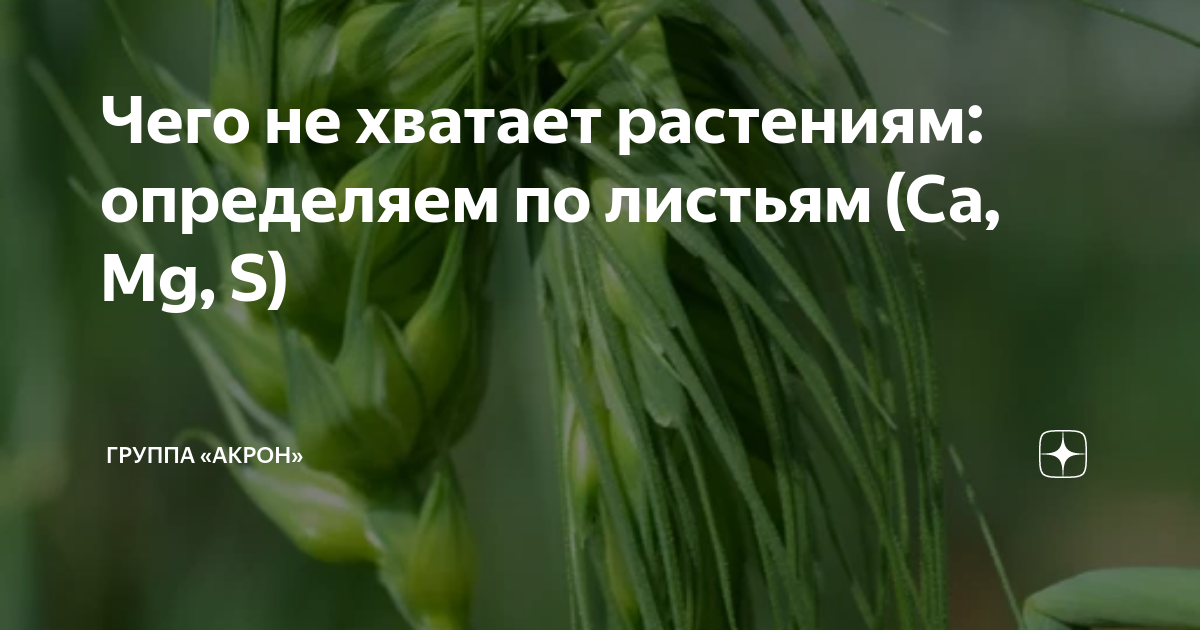Чего не хватает растениям определяем по листьям Ca Mg S Группа