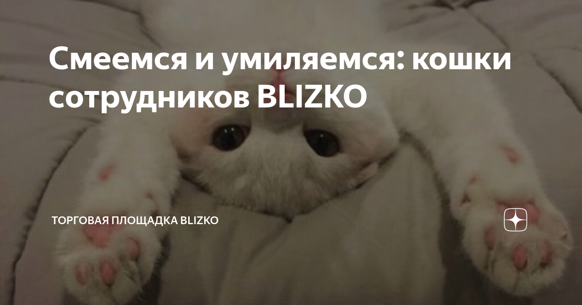 Смеемся и умиляемся: кошки сотрудников BLIZKO | Уютный дом с BLIZKO | Дзен