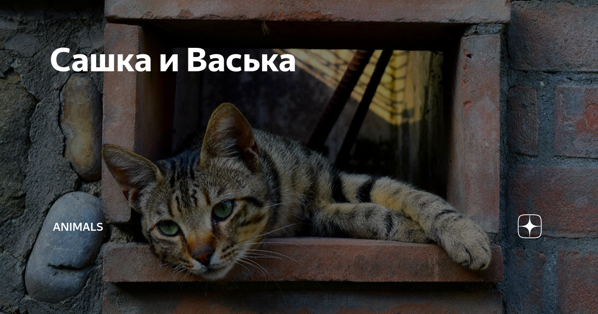 Сашка и Васька | Animals | Дзен