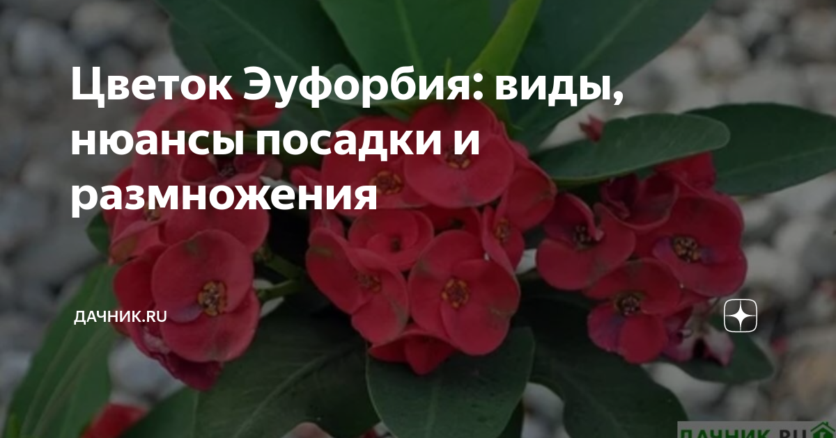 Цветок Эуфорбия: виды, нюансы посадки и размножения | Дачник.RU | Дзен