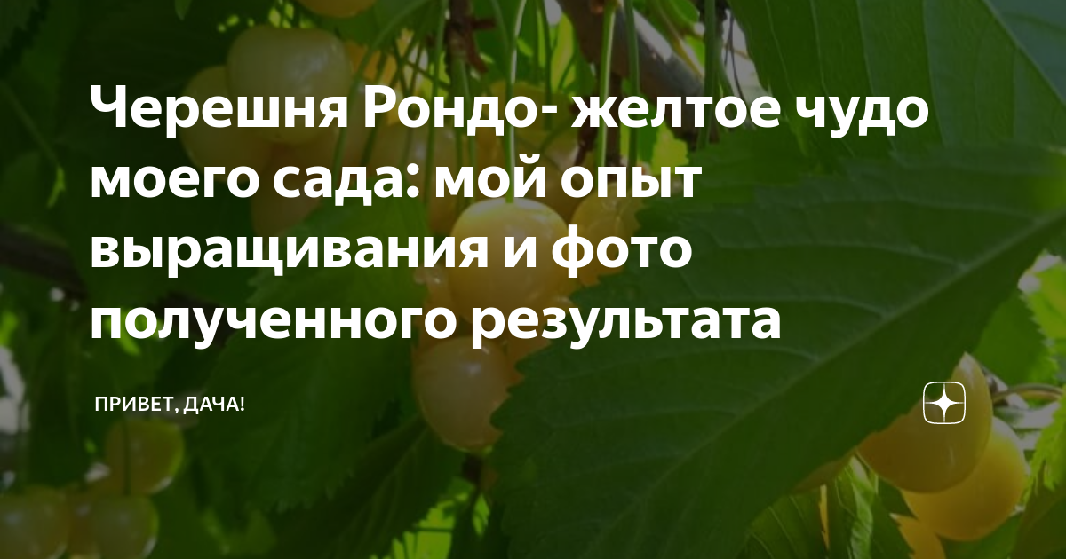 Черешня Рондо- желтое чудо моего сада: мой опыт выращивания и фото ...
