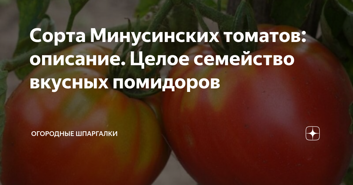 Сорта Минусинских томатов: описание. Целое семейство вкусных помидоров ...