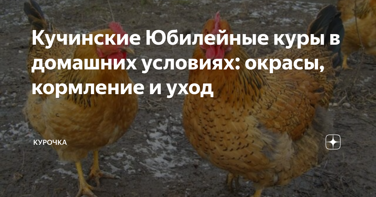 Кучинские Юбилейные куры в домашних условиях окрасы кормление и уход