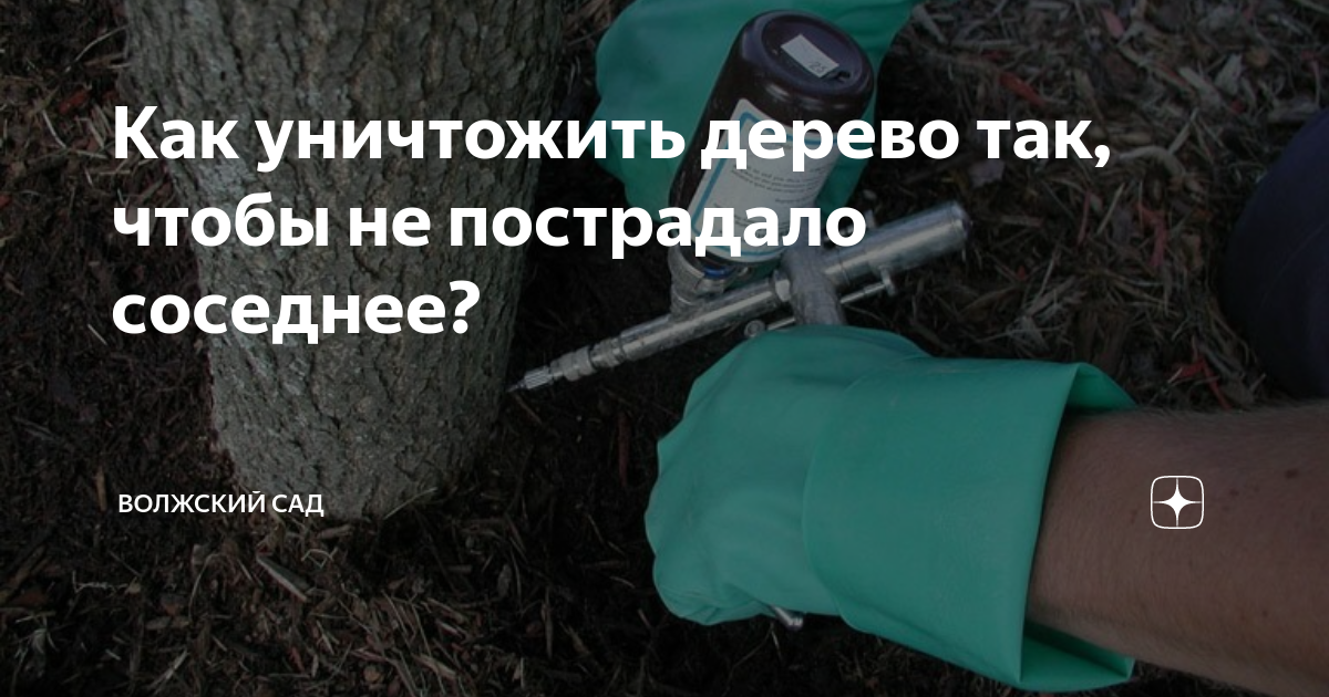 Как уничтожить дерево так, чтобы не пострадало соседнее? | Волжский сад ...