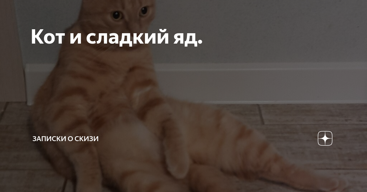 Кот и сладкий яд. | Записки о Скизи | Дзен