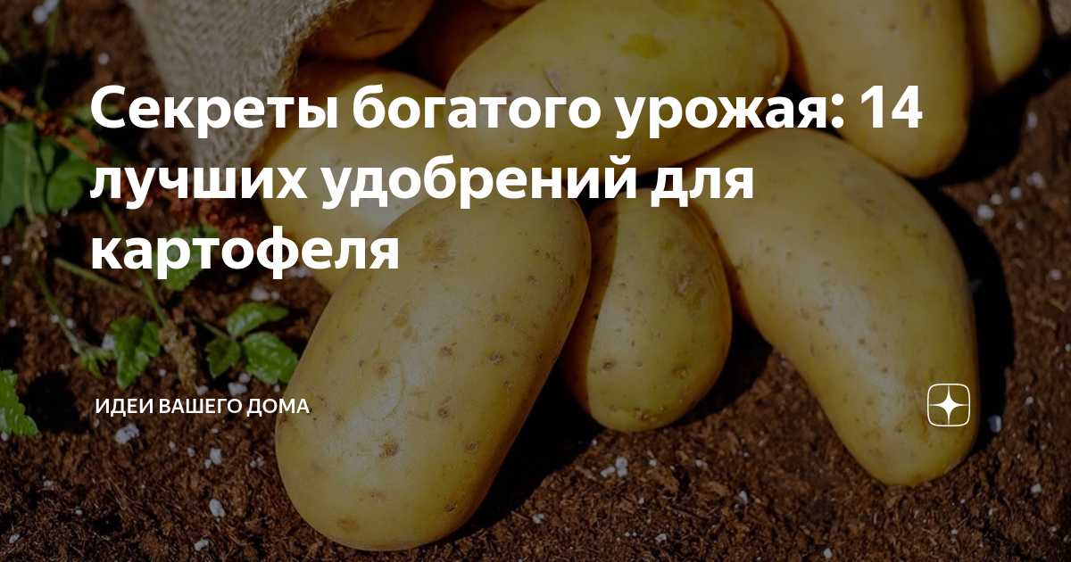 Секреты богатого урожая: 14 лучших удобрений для картофеля | ИДЕИ ...