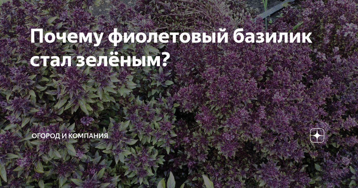 Почему фиолетовый базилик стал зелёным? | Огород и Компания | Дзен