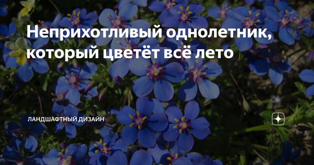 Неприхотливый однолетник, который цветёт всё лето | Ландшафтный дизайн ...