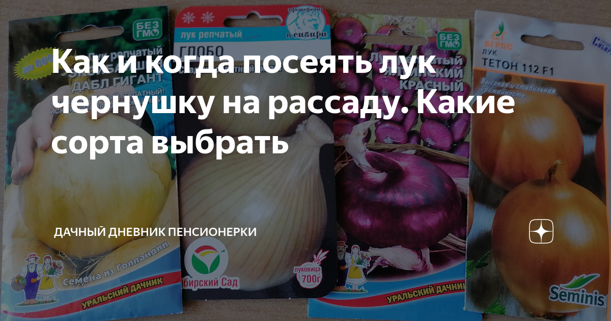 Как и когда посеять лук чернушку на рассаду. Какие сорта выбрать ...