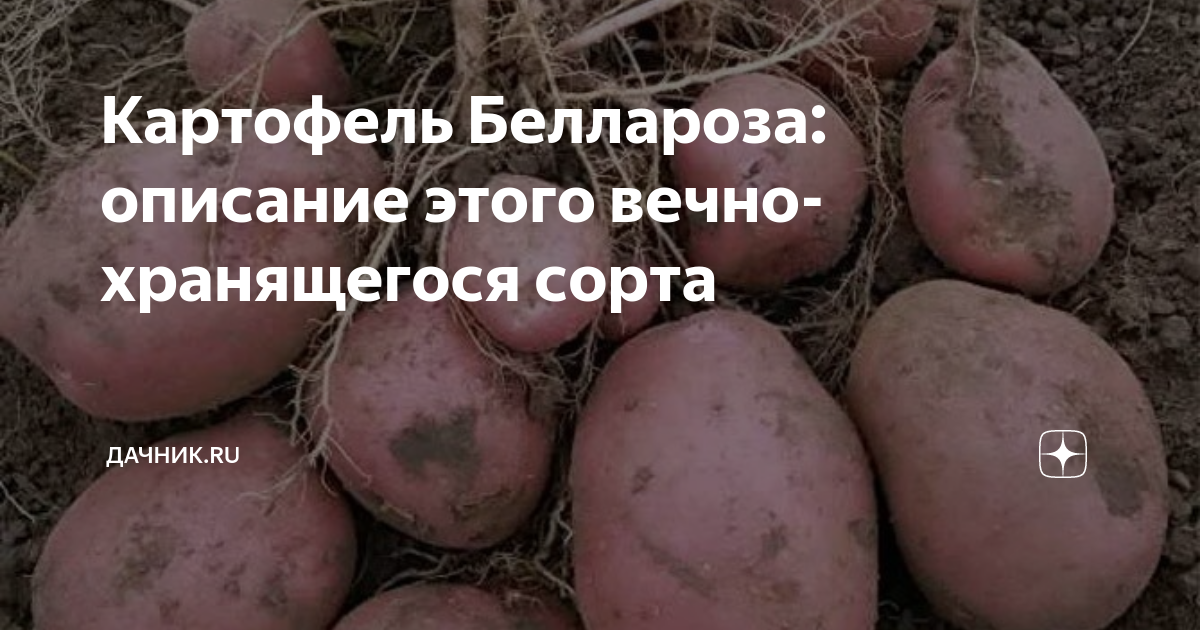 Картофель Беллароза: описание этого вечно-хранящегося сорта | Дачник.RU ...