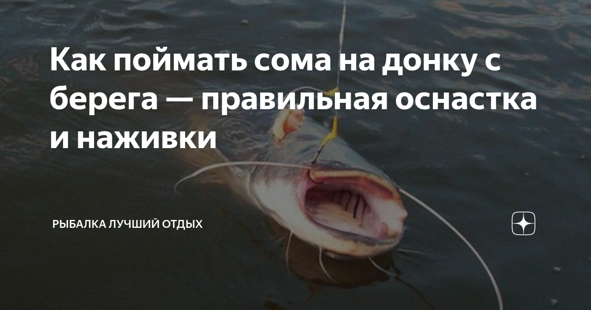 Как поймать сома на донку с берега — правильная оснастка и наживки ...