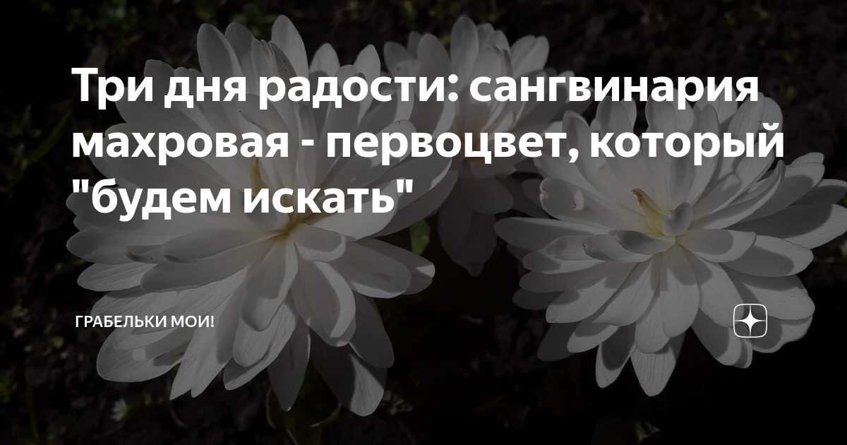 Три дня радости: сангвинария махровая - первоцвет, который "будем ...