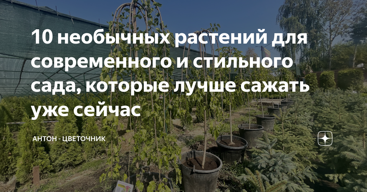 10 необычных растений для современного и стильного сада, которые лучше ...