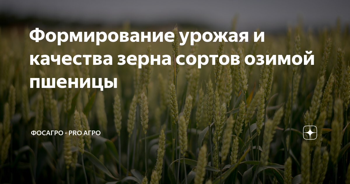 Формирование урожая и качества зерна сортов озимой пшеницы ФосАгро