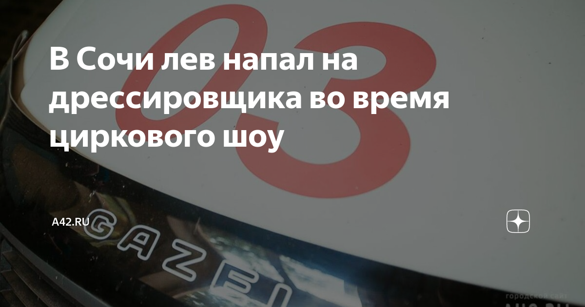 В Сочи лев напал на дрессировщика во время циркового шоу | A42.RU | Дзен