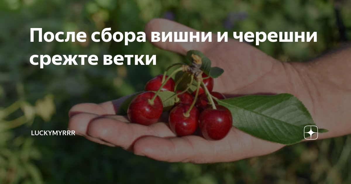 После сбора вишни и черешни срежте ветки | luckyMyrrr | Дзен