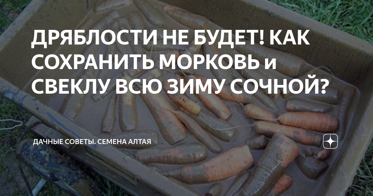 ДРЯБЛОСТИ НЕ БУДЕТ КАК СОХРАНИТЬ МОРКОВЬ и СВЕКЛУ ВСЮ ЗИМУ СОЧНОЙ