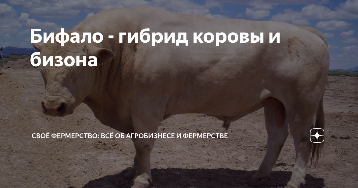 Бифало - гибрид коровы и бизона | Своё Фермерство: всё об агробизнесе и ...