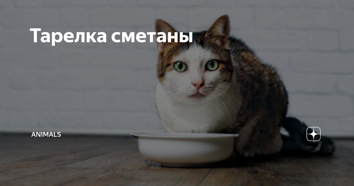 Тарелка сметаны | Animals | Дзен