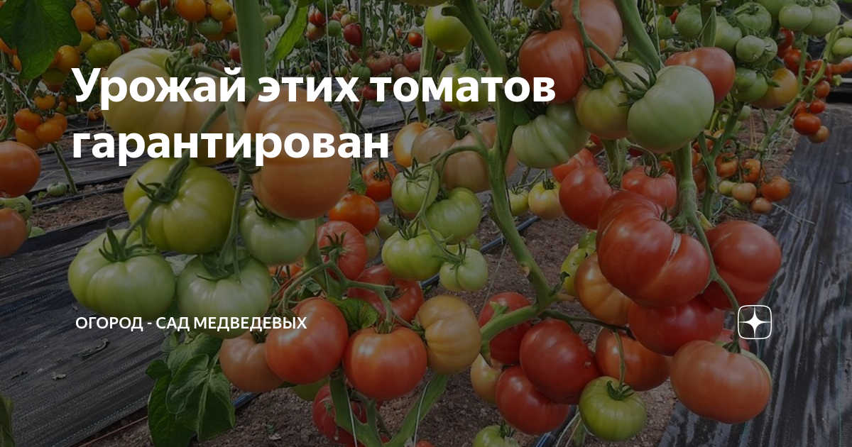 Урожай этих томатов гарантирован | Огород - сад Медведевых | Дзен