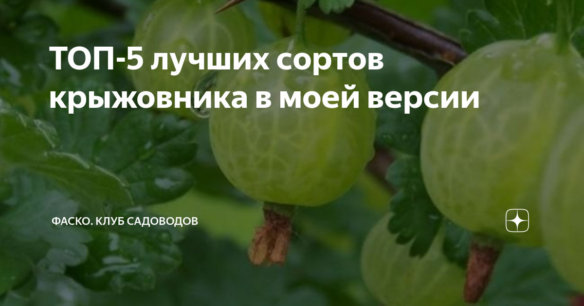 ТОП-5 лучших сортов крыжовника в моей версии | Фаско – надежный уход за ...