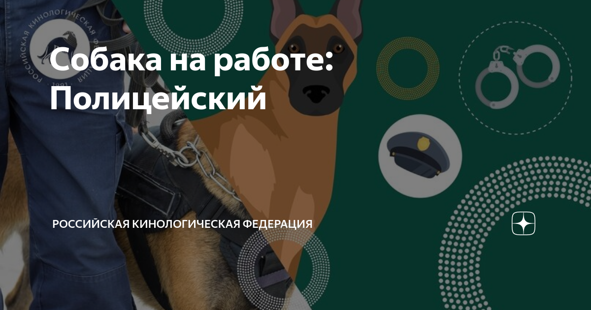 Собака на работе: Полицейский | Российская кинологическая федерация | Дзен
