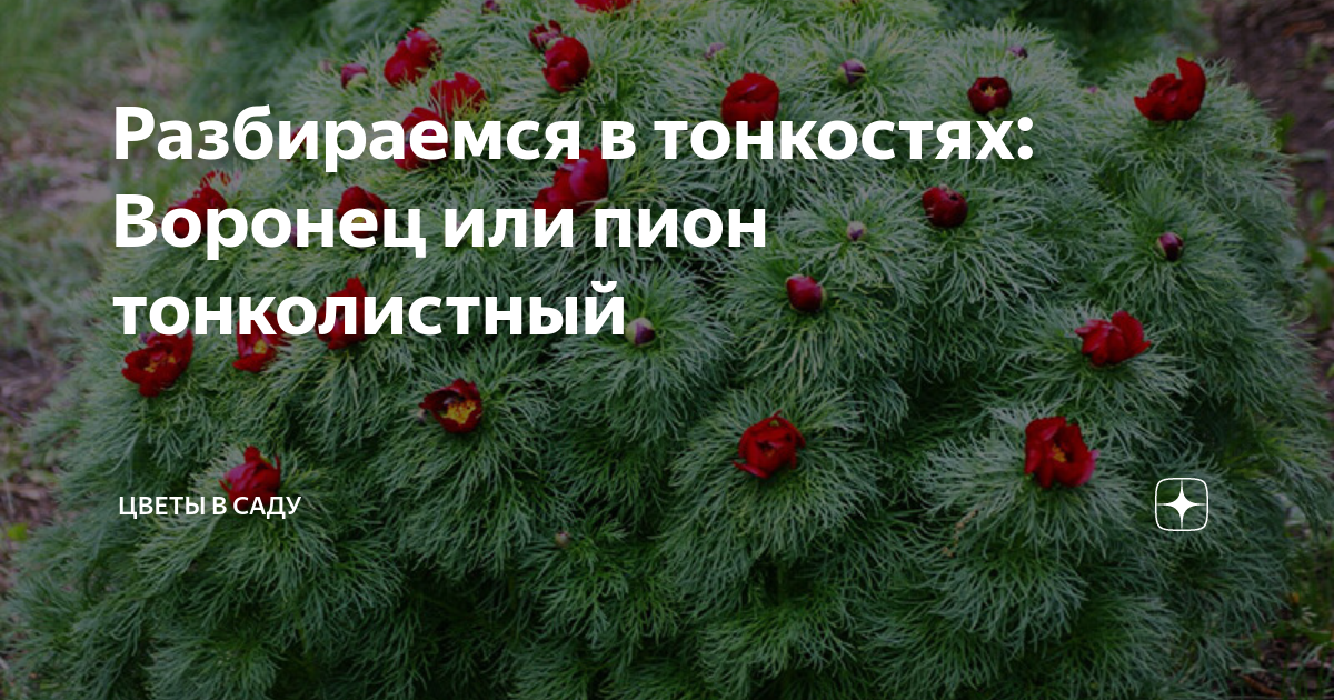 Разбираемся в тонкостях: Воронец или пион тонколистный | Цветы в саду ...