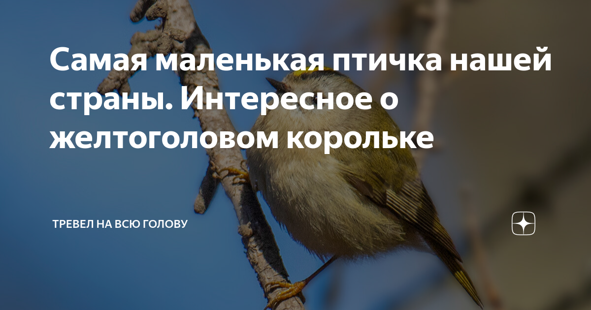 Самая маленькая птичка нашей страны. Интересное о желтоголовом корольке ...