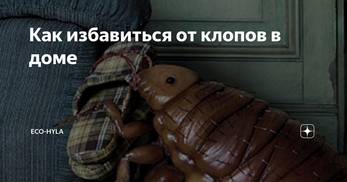Как избавиться от клопов в доме | Eco-Hyla | Дзен
