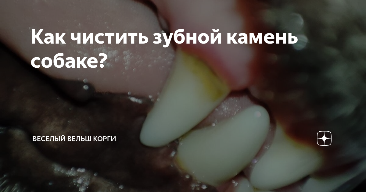 Как чистить зубной камень собаке? | Корги Хантер и К* | Дзен