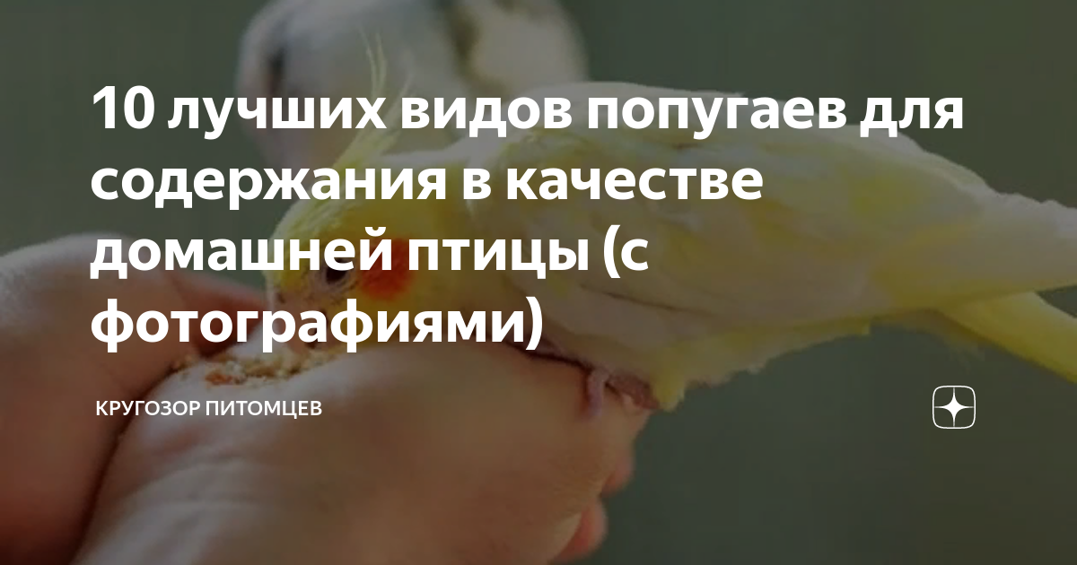 10 лучших видов попугаев для содержания в качестве домашней птицы (с ...