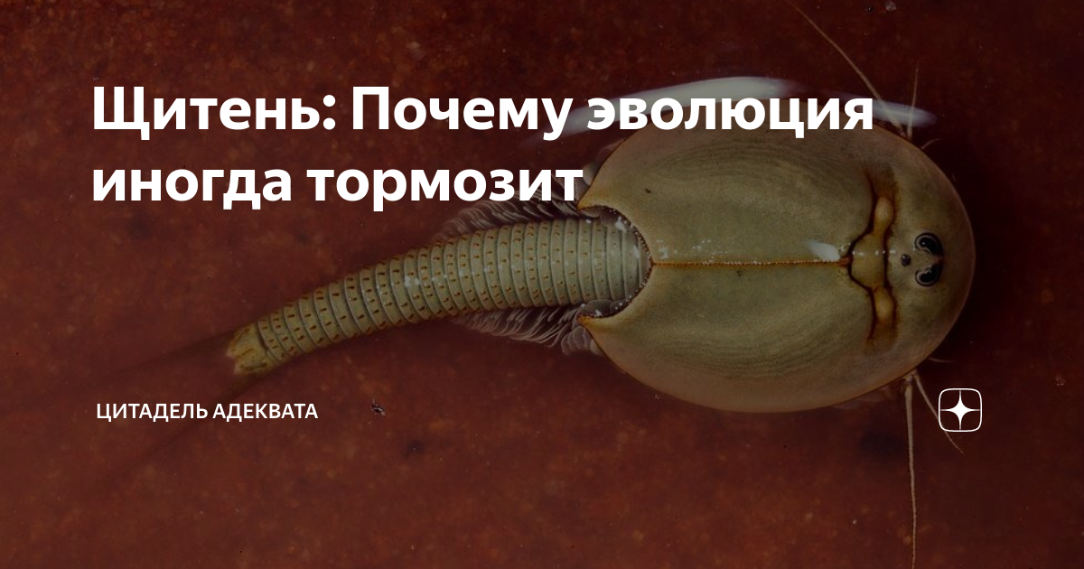 Щитень: Почему эволюция иногда тормозит | Цитадель адеквата | Дзен