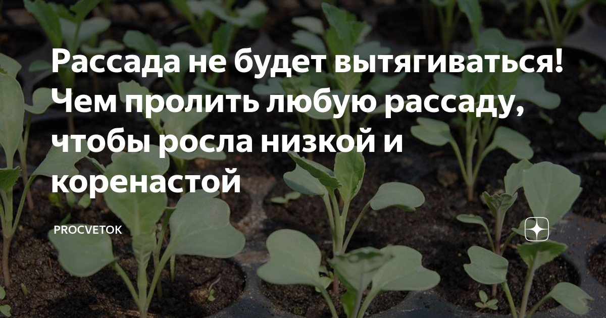 Рассада не будет вытягиваться! Чем пролить любую рассаду, чтобы росла ...