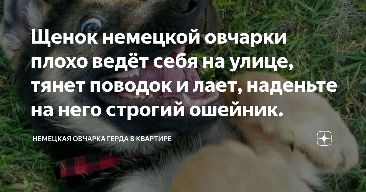 Щенок немецкой овчарки плохо ведёт себя на улице, тянет поводок и лает ...
