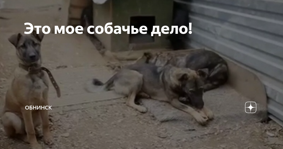 Это мое собачье дело Обнинск Дзен