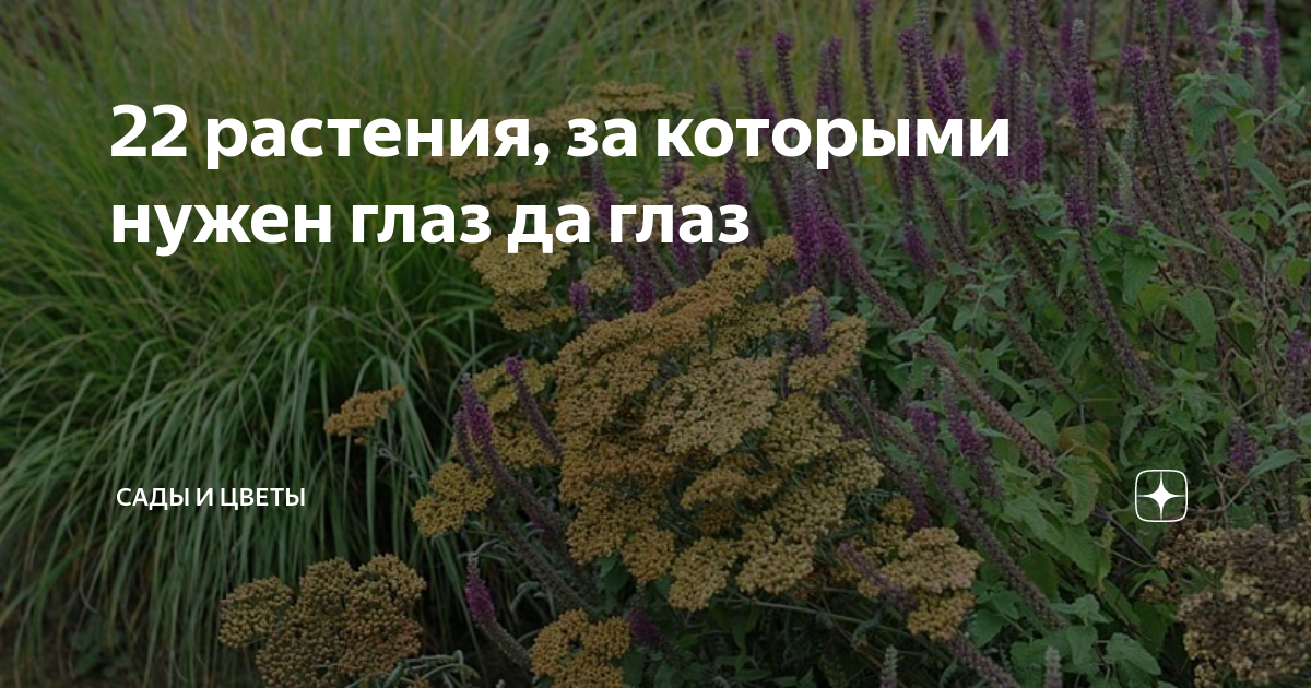 22 растения, за которыми нужен глаз да глаз | Сады и цветы | Дзен