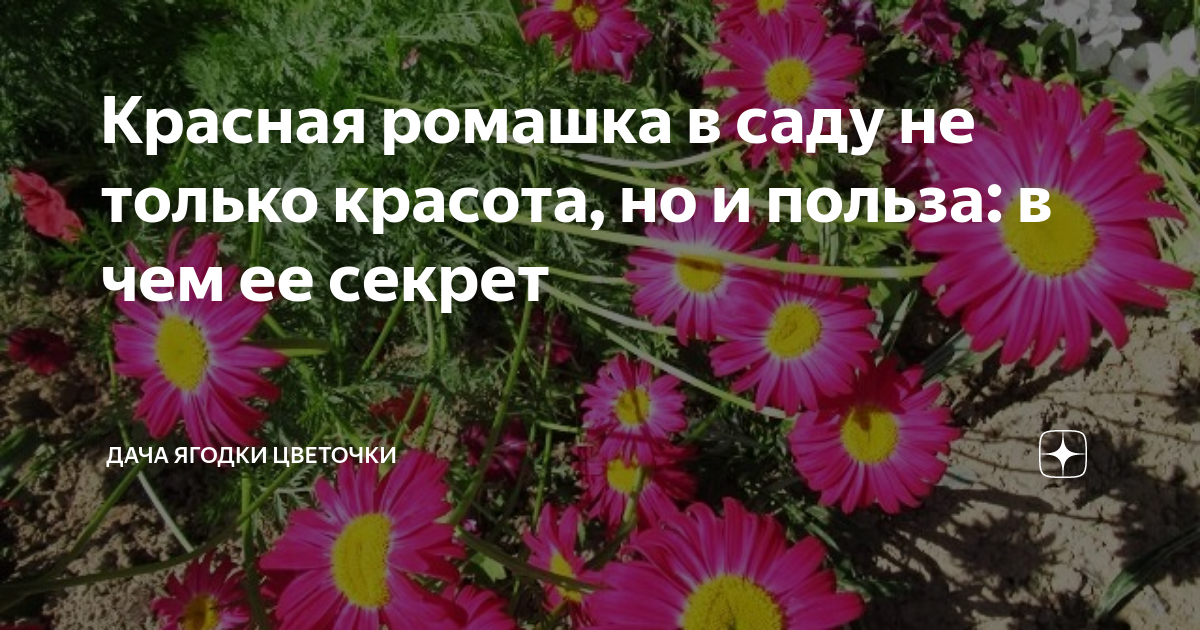 Красная ромашка в саду не только красота, но и польза: в чем ее секрет ...