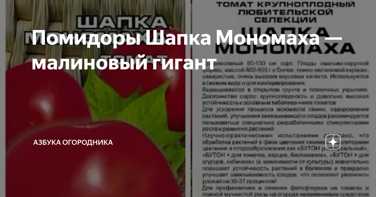 Помидоры Шапка Мономаха — малиновый гигант | Азбука огородника | Дзен