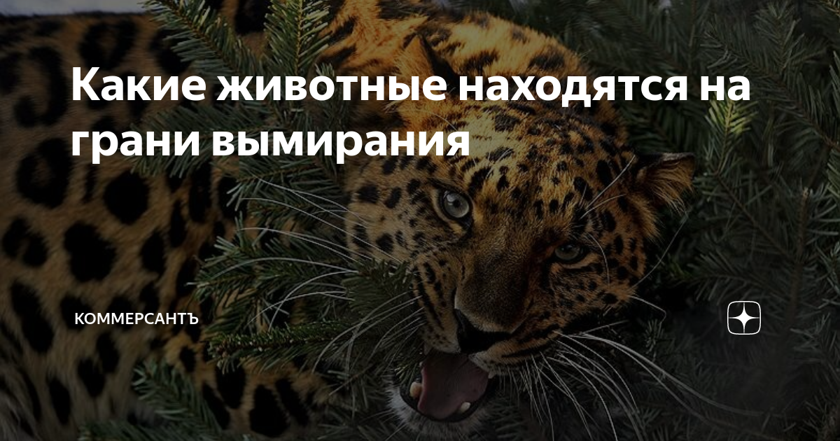 Какие животные находятся на грани вымирания Коммерсантъ Дзен