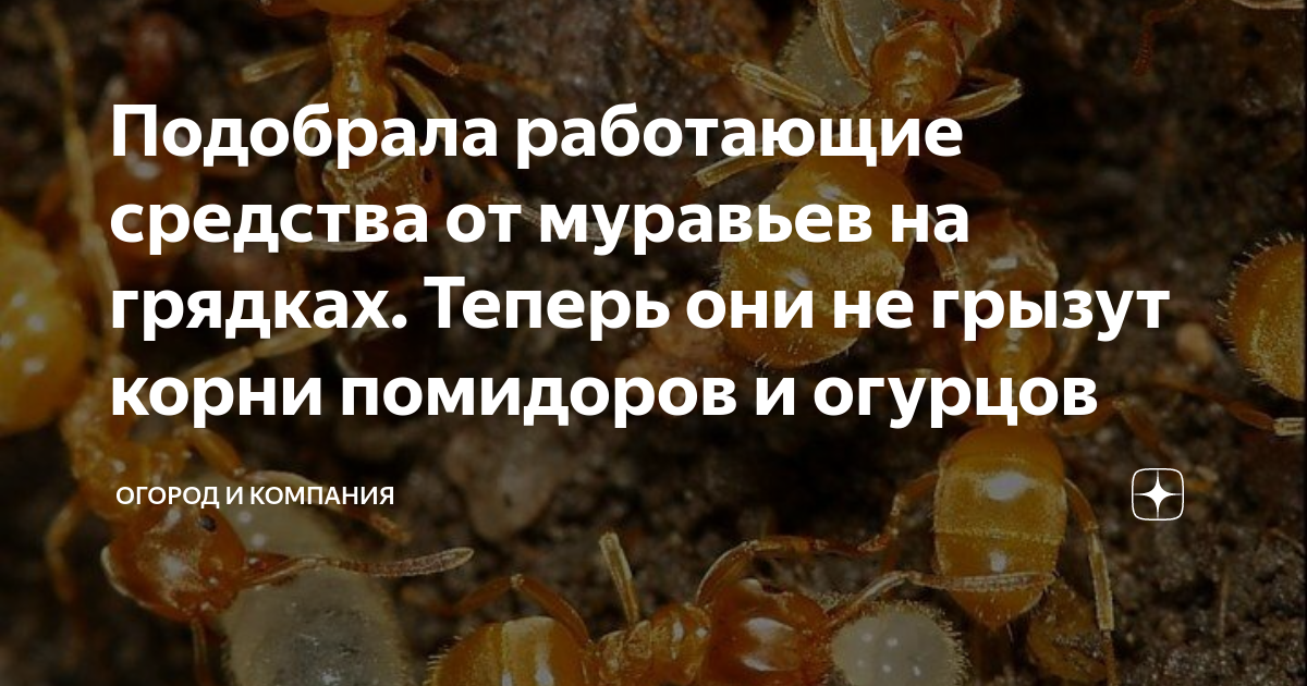 Подобрала работающие средства от муравьев на грядках. Теперь они не ...