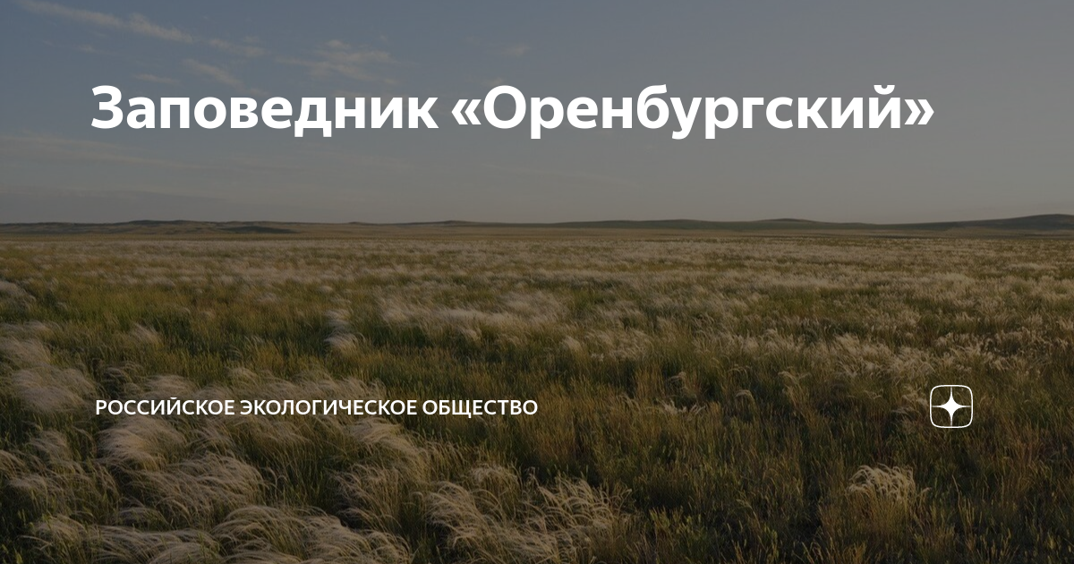 Заповедник «Оренбургский» | Российское экологическое общество | Дзен