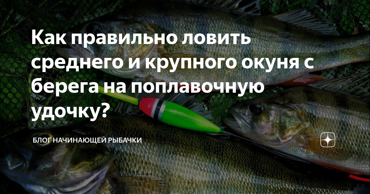 Как правильно ловить среднего и крупного окуня с берега на поплавочную ...