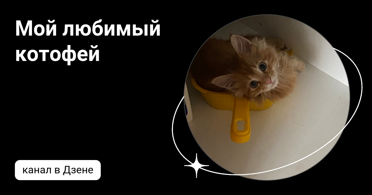 Мой любимый котофей | Дзен