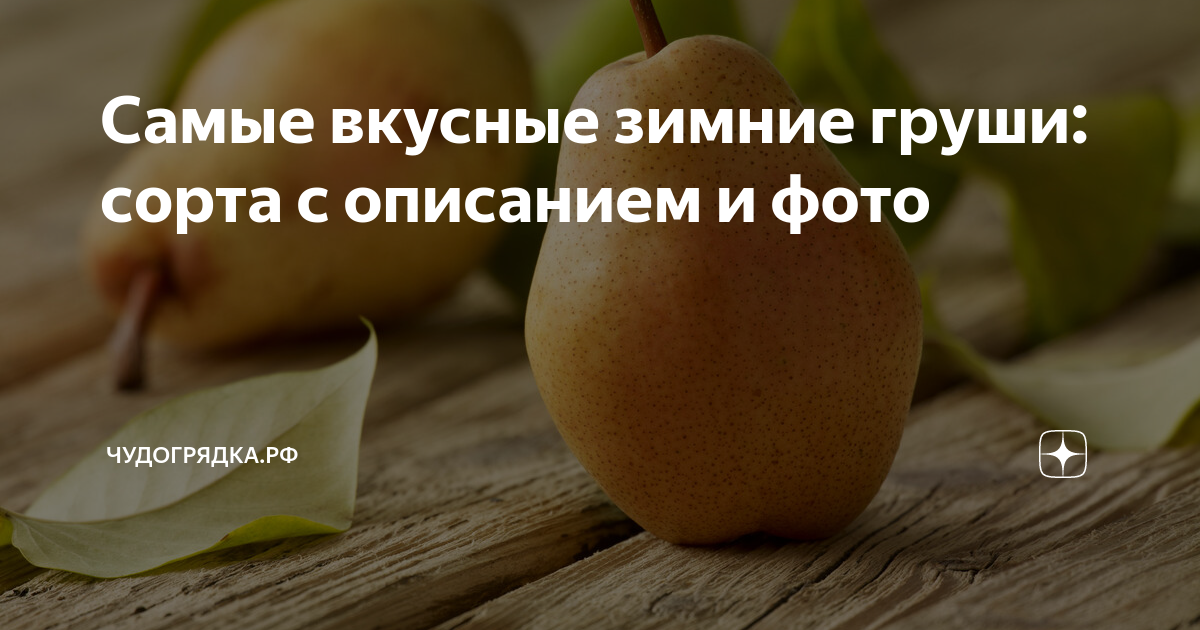 Самые вкусные зимние груши: сорта с описанием и фото | Чудогрядка.рф | Дзен