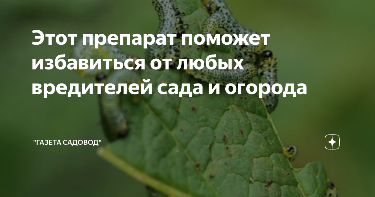 Этот препарат поможет избавиться от любых вредителей сада и огорода ...