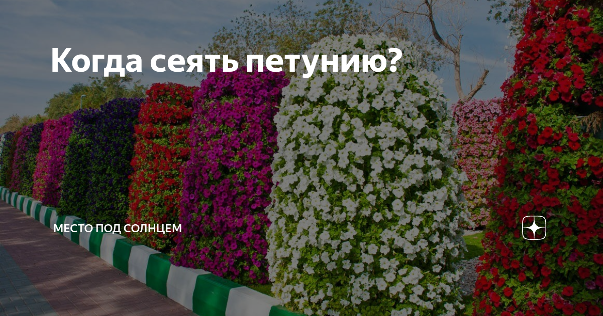 Когда сеять петунию? | Место под СОЛНЦЕМ | Дзен